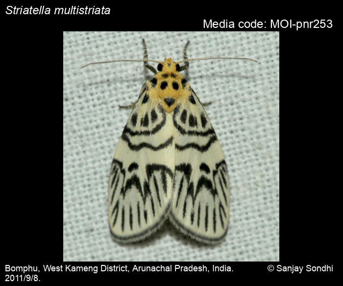 Striatella multistriata | Moths